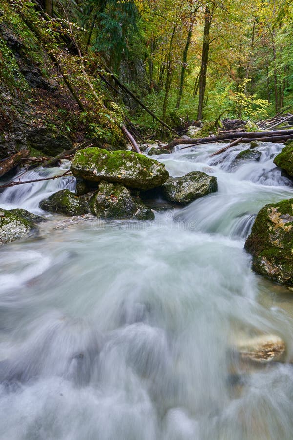 River rapids in the forest stock image. Image of boulders - 259589667
