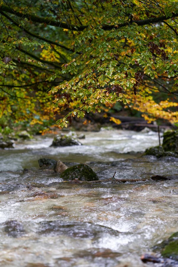 River rapids in the forest stock photo. Image of beautiful - 259589788