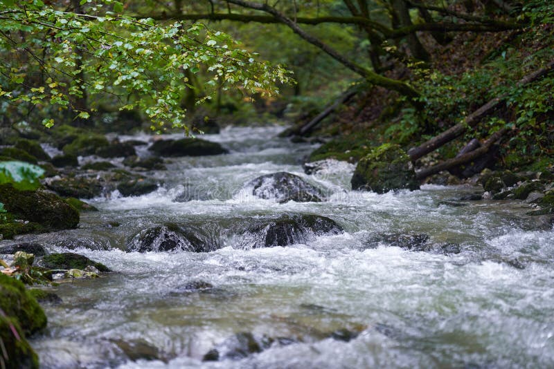 River rapids in the forest stock image. Image of river - 259589799