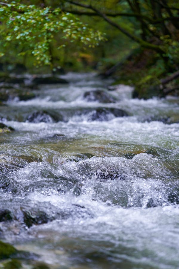 River rapids in the forest stock photo. Image of pass - 259589802