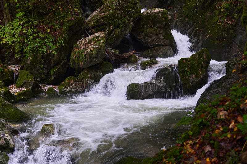 River rapids in the forest stock image. Image of mountain - 260336427