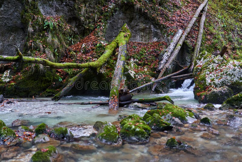 River rapids in the forest stock image. Image of foliage - 260899567