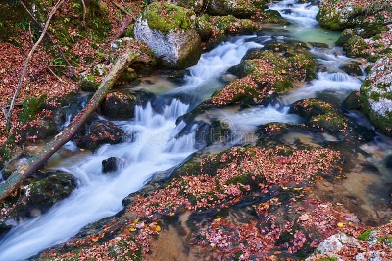 River rapids in the forest stock image. Image of highland - 261133973