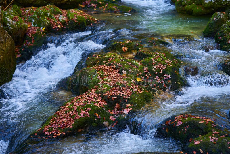 River rapids in the forest stock image. Image of journey - 261134031