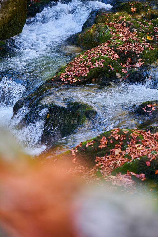 River rapids in the forest stock photo. Image of national - 261134040