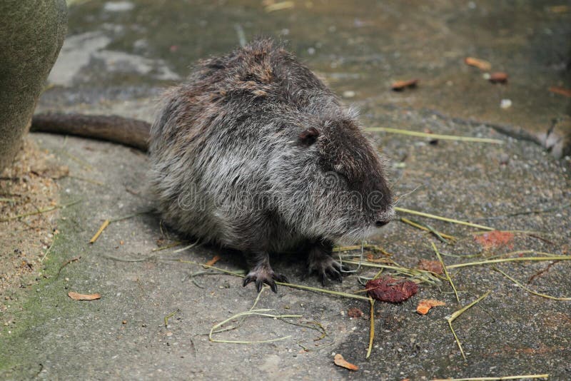 River rat stock image. Image of adult, myocastor, coypus - 22339957