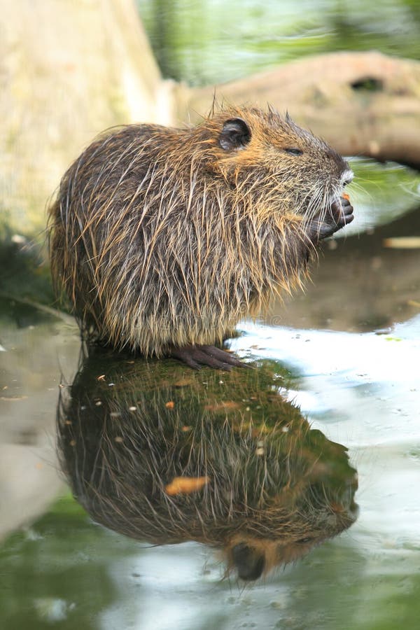 River rat stock photo. Image of animal, nature, coypu - 25798892