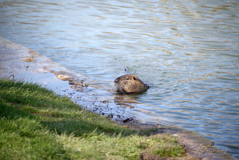 River rat stock photo. Image of rodent, water, brown - 76682488