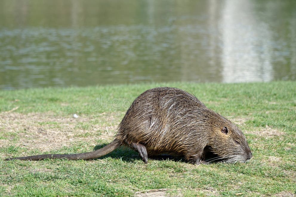 River rat stock image. Image of edge, water, otter, coypu - 76682899