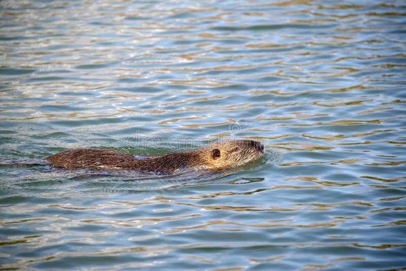 River rat stock photo. Image of coypu, brown, water, pond - 76682488