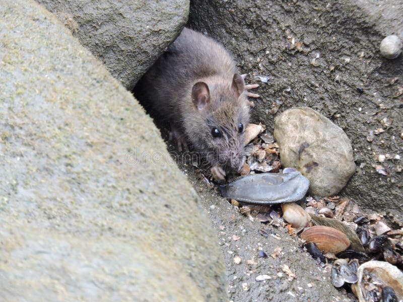 River rat stock image. Image of animal, nutria, myocastor - 22651573