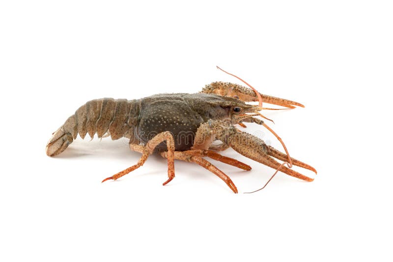Crayfish Spiney Rock Lobster Stock Photo - Image of prehistoric, spiney ...