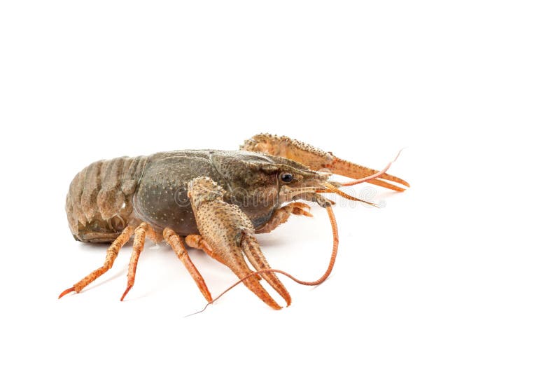 Red swamp crawfish stock image. Image of aquaculture - 43185745