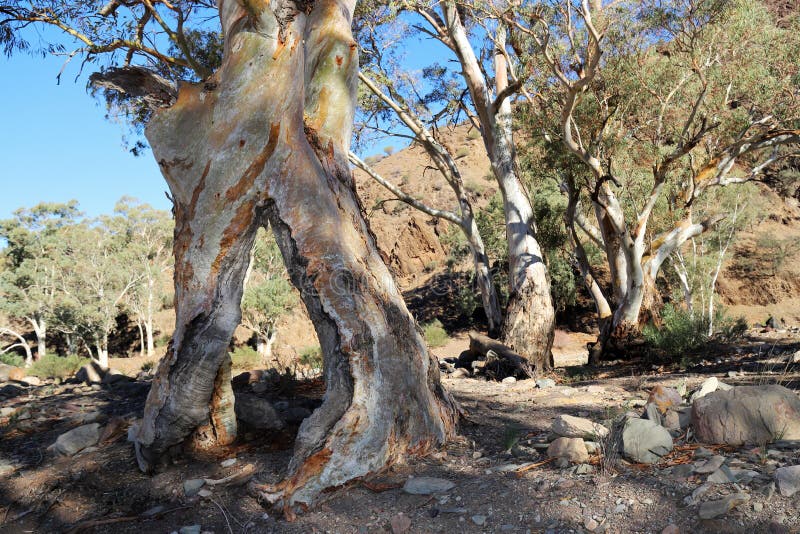 The Australian River Red Gum Tree Stock Photo - Image of beautiful ...