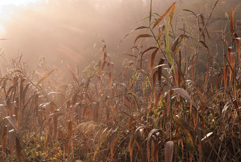 River reed. stock photo. Image of bliss, rushes, morning - 27796990