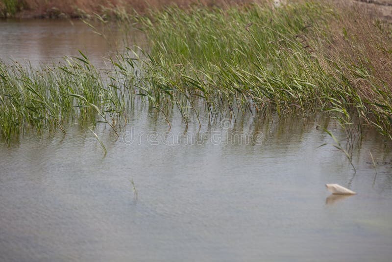 River stock image. Image of grass, reed, wave, plant - 82429125