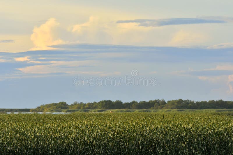 The River Reed Coast Landscape Stock Image - Image of leaf, evening ...