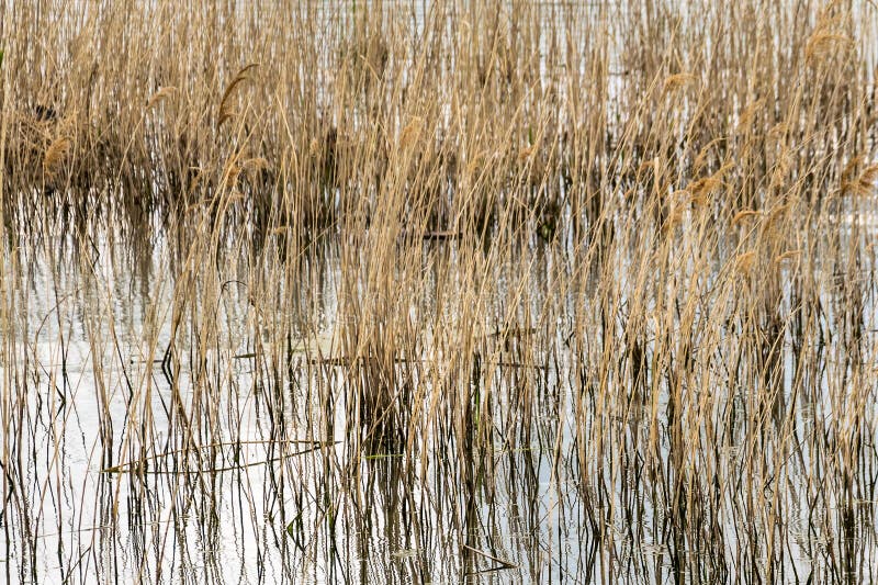 River Reed and Its Reflection on the Surface of the Water Stock Image ...