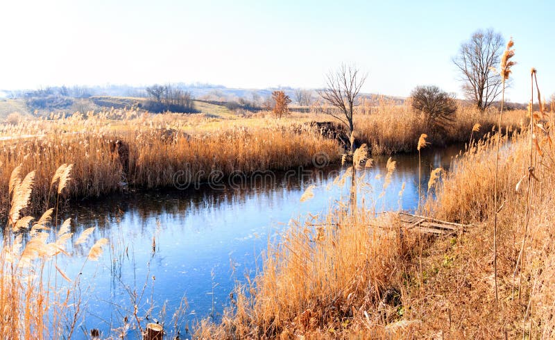 River with Reeds Along the Banks of the River Ukraine Stock Photo ...