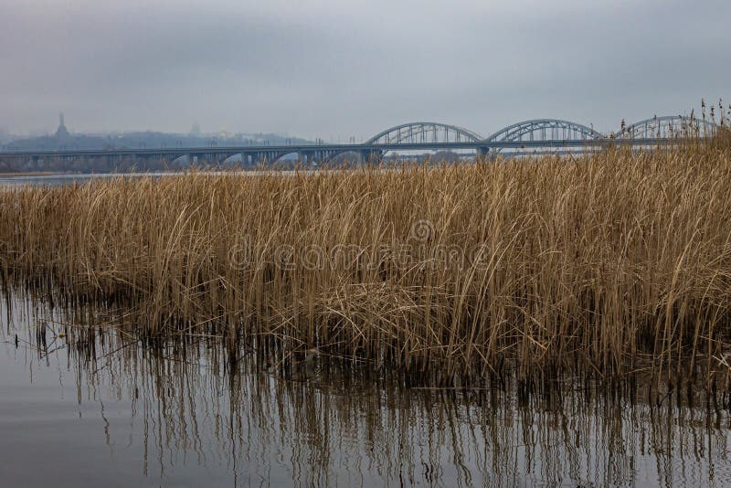 Reed in the River with Bridge in the Distance Stock Image - Image of ...