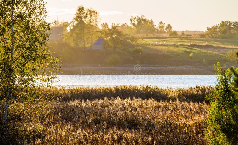 River and reeds stock photo. Image of natural, foliage - 78312590