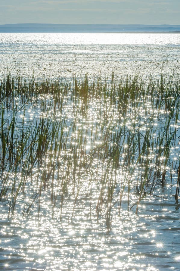 River reeds. stock photo. Image of flora, closeup, colorful - 122170556