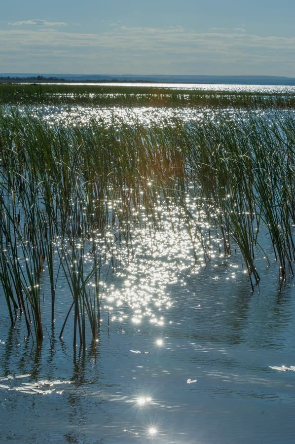 River reeds. stock photo. Image of bank, green, beautiful - 122170502