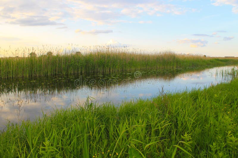 River with reeds on shore stock photo. Image of colorful - 74372328