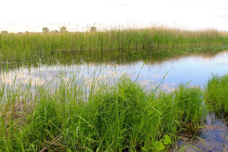 River with Reeds on the Shore Stock Photo - Image of reflection, quiet ...