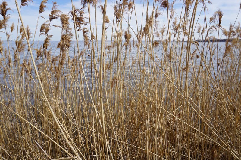 River and Reeds in the Spring Stock Photo - Image of spring, beauty ...