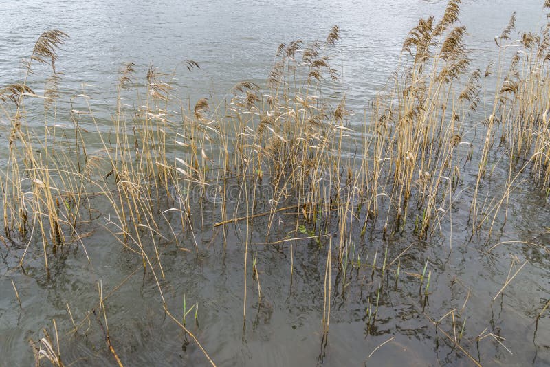Rushes on the river bank stock photo. Image of closeup - 153561636