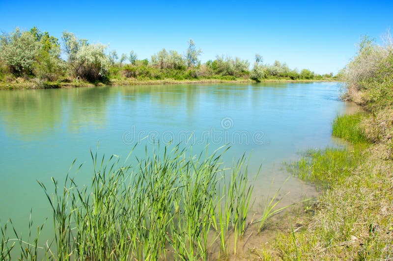 River reeds. stock photo. Image of bank, green, beautiful - 122170502