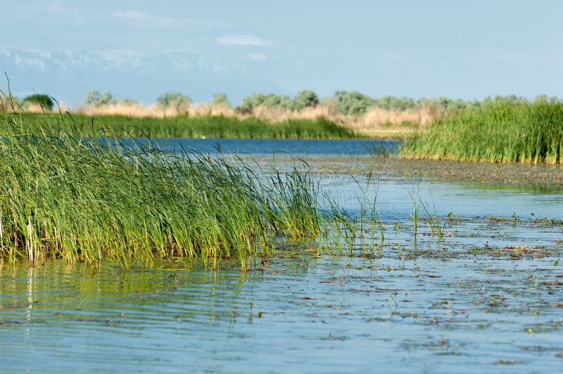River reeds. stock photo. Image of bank, green, beautiful - 122170502