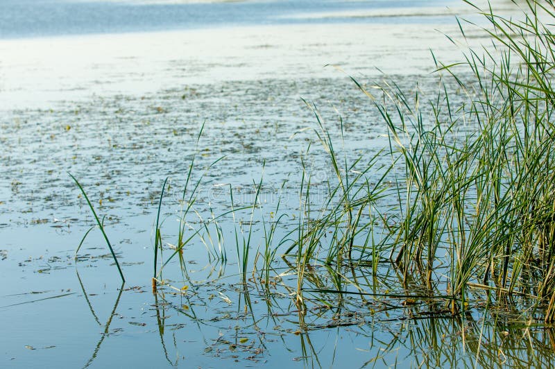 River reeds. stock photo. Image of bank, green, beautiful - 122170502