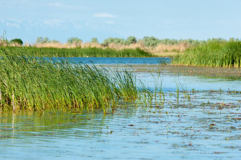 River reeds. stock photo. Image of bank, green, beautiful - 122170502