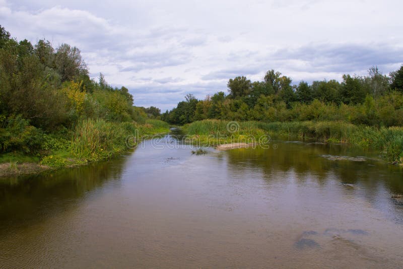 River with reeds and trees stock photo. Image of plant - 61187196