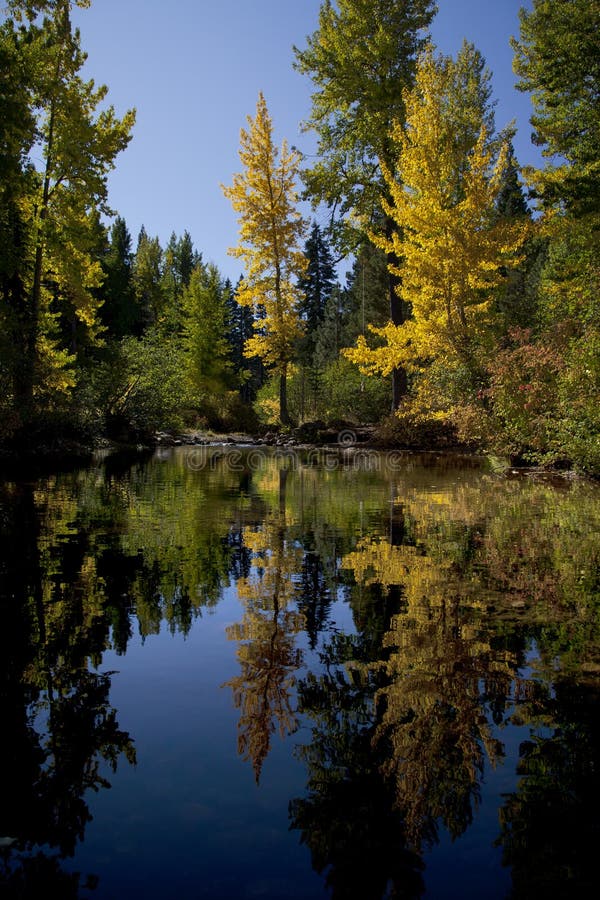 River Reflection of Aspens stock photo. Image of foliage - 22597370