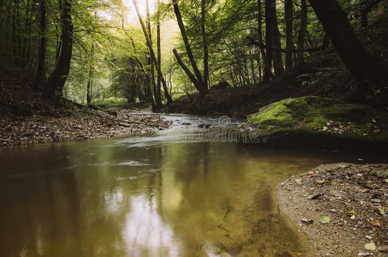 River reflection in forest stock image. Image of leaf - 93031025
