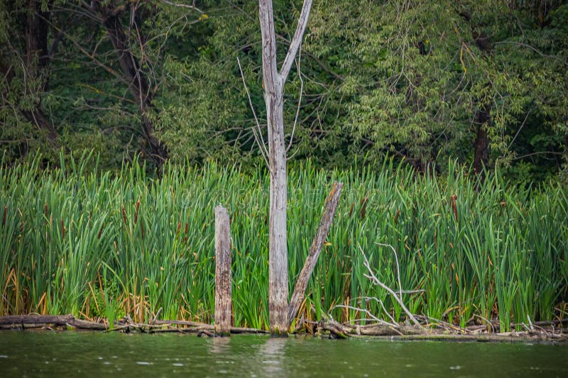 A River in Remote Wild Places Stock Photo - Image of holiday, remote ...