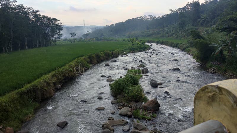 River and Rice Fields Surrounded by Green Trees Stock Image - Image of ...
