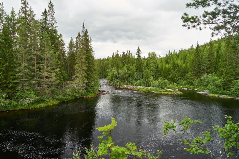 River with Riverbank Flowing through Forest with Pine Trees Stock Photo ...