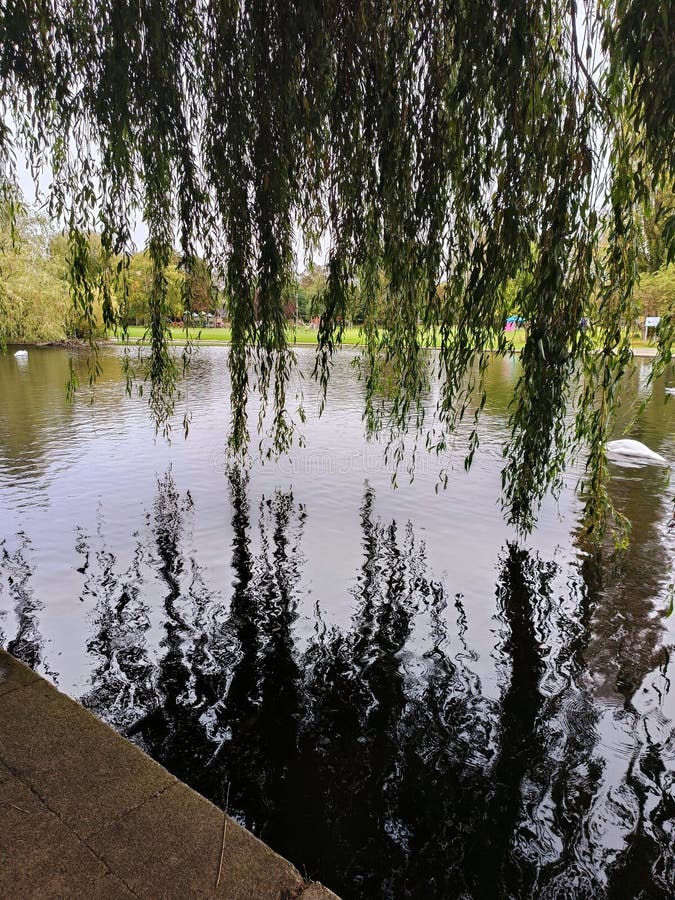 River Riverside Trees Water Willow Stock Photo - Image of water, trees ...