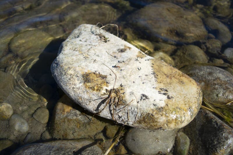 River Rock with Larva Shell and Small Flies - Habitat Stock Image ...