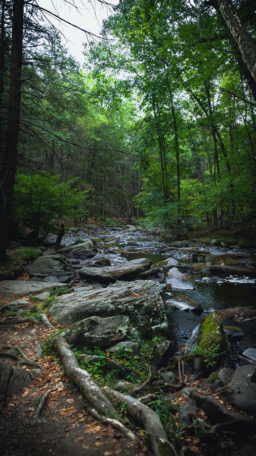 River and Rocks Buskill stock image. Image of trunk - 282281145