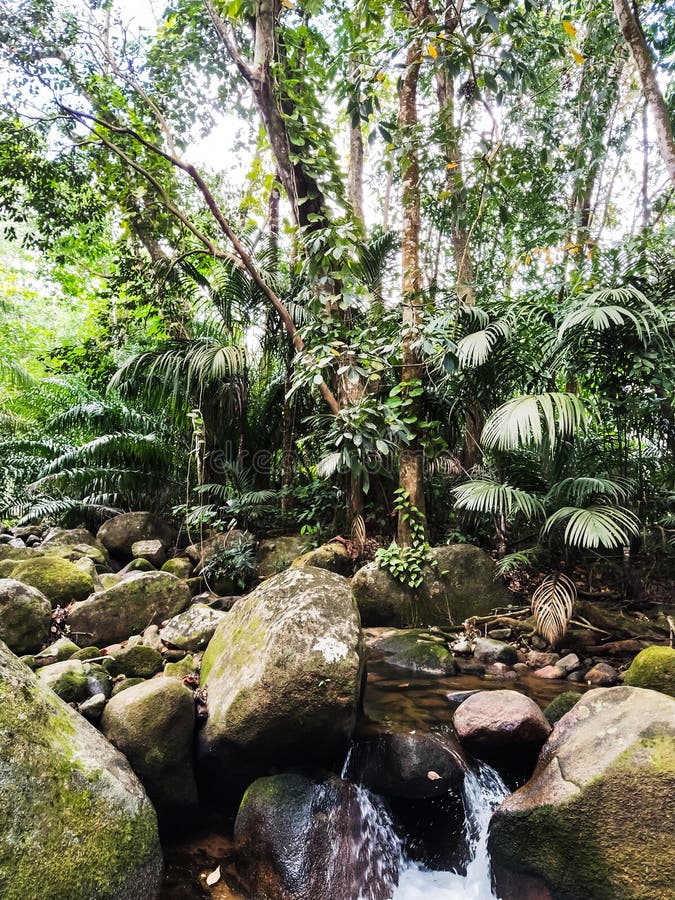 River and Rocks among the Jungle Stock Photo - Image of green, rocks ...