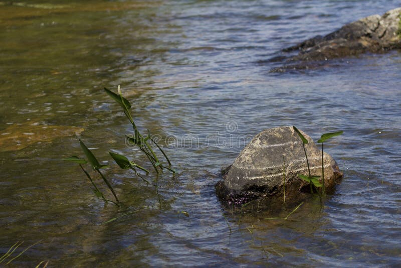 In the river stock image. Image of pond, rocks, shore - 83411109
