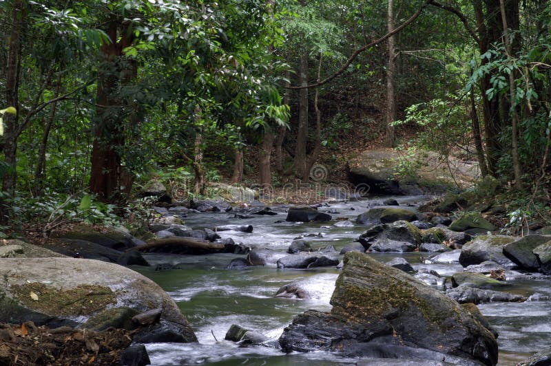 River run through forest stock image. Image of view, dense - 10689741