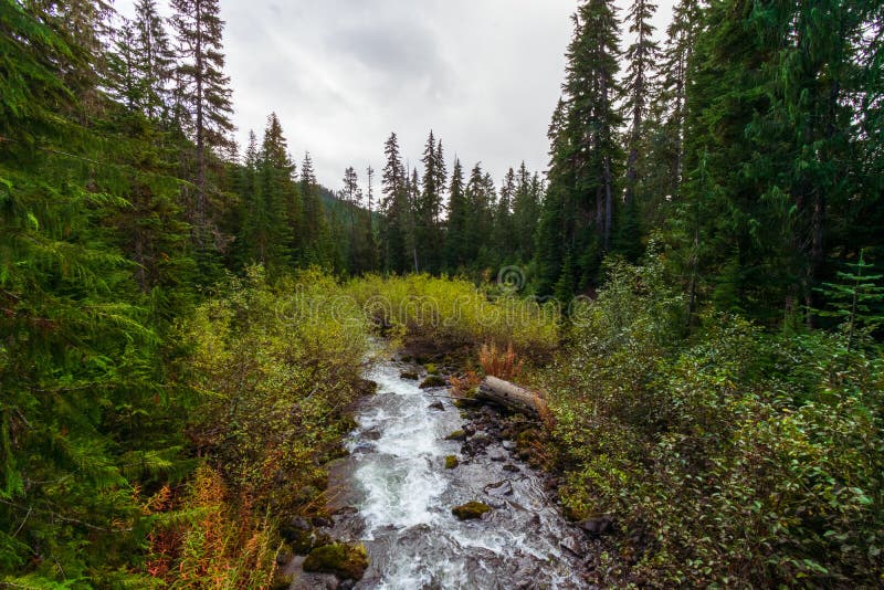 River Running through Dense Forest in Mount Baker Snoqualmie National ...
