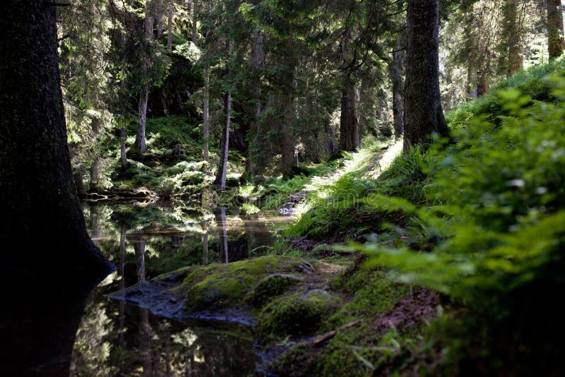 A River Running through a Forest Plants Trees Stock Photo - Image of ...