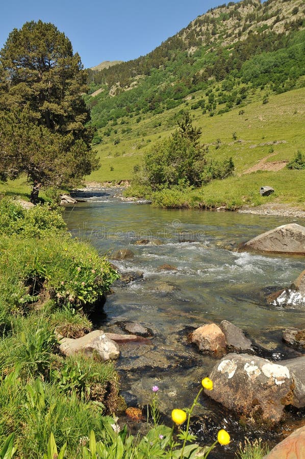 River Running through a Lush Green Forest with Trees Stock Image ...